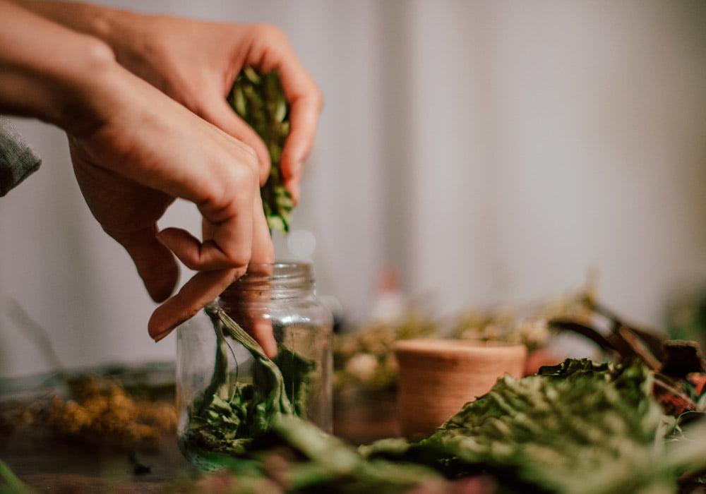 Escuela Botánica | Siembra Natural